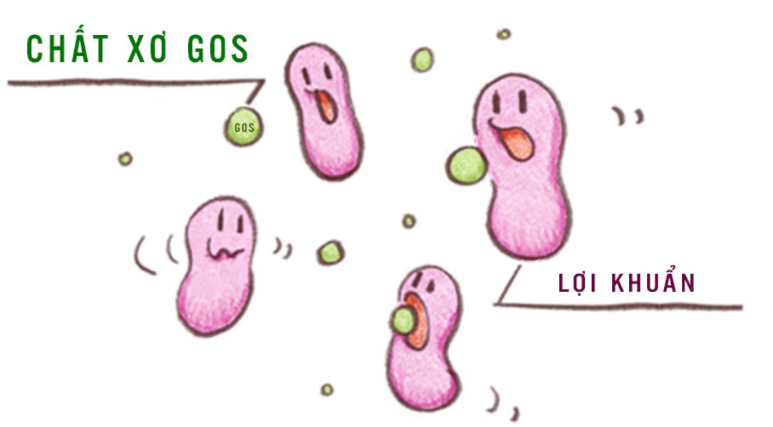 Chứng nhận GRAS về tính an toàn của thành phần GOS - CÔNG TY TNHH HM GROUP